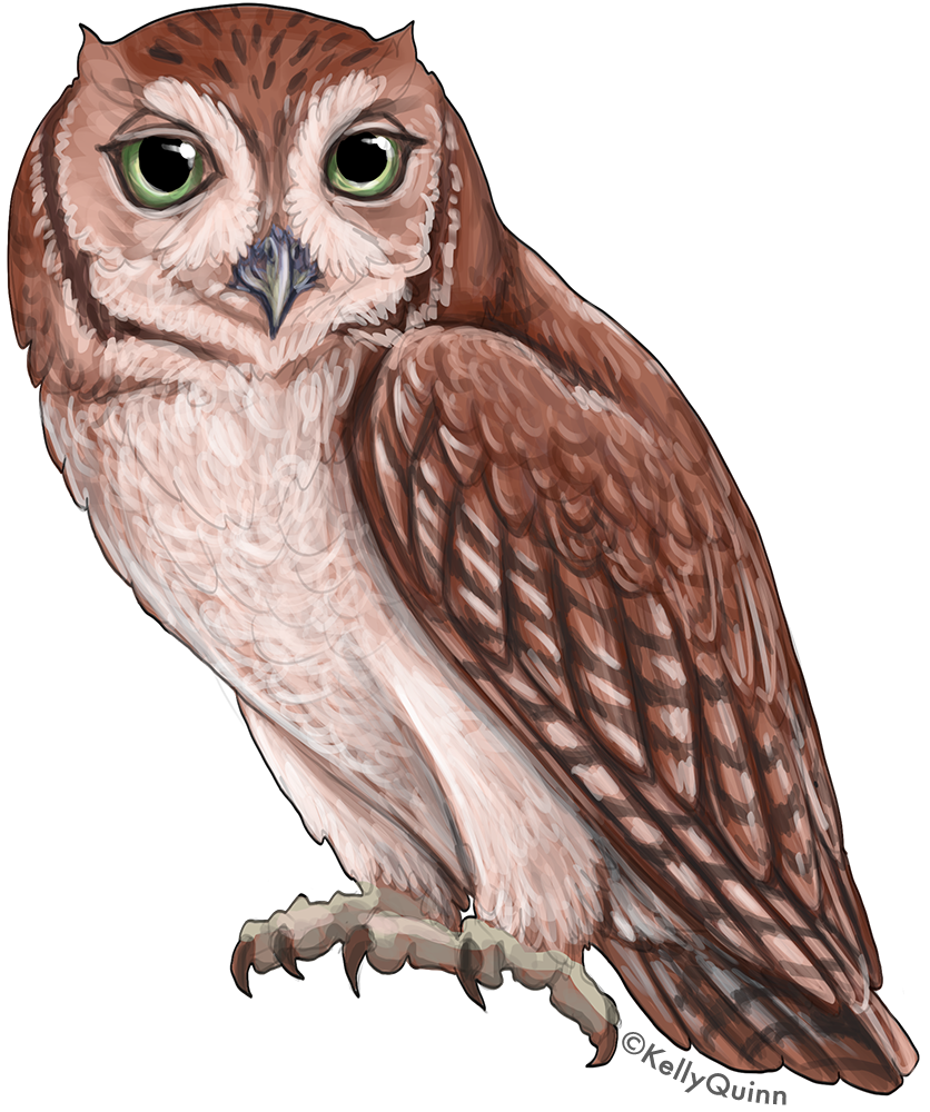 Eastern Screech-Owl